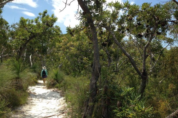 Noosa Parks Association – newsletter – Mdash Editorial